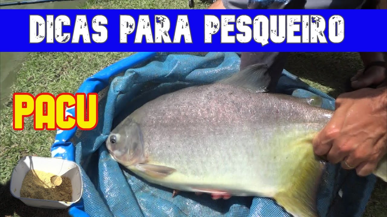 Dicas para pesca de pacu em pesqueiro, isca fatal. - YouTube