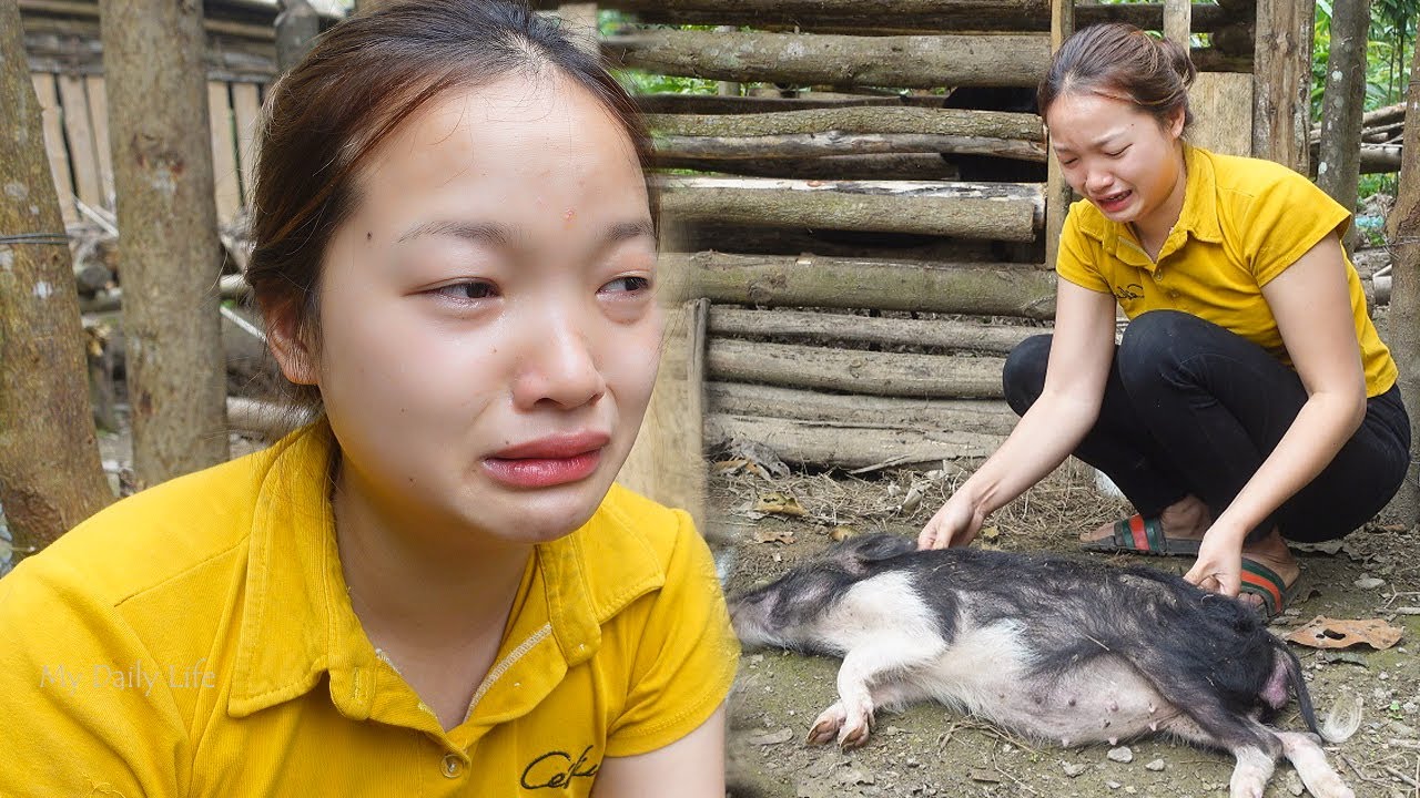 What a bad day, the pig died of unknown cause. My Daily Life Ep. 164 ...