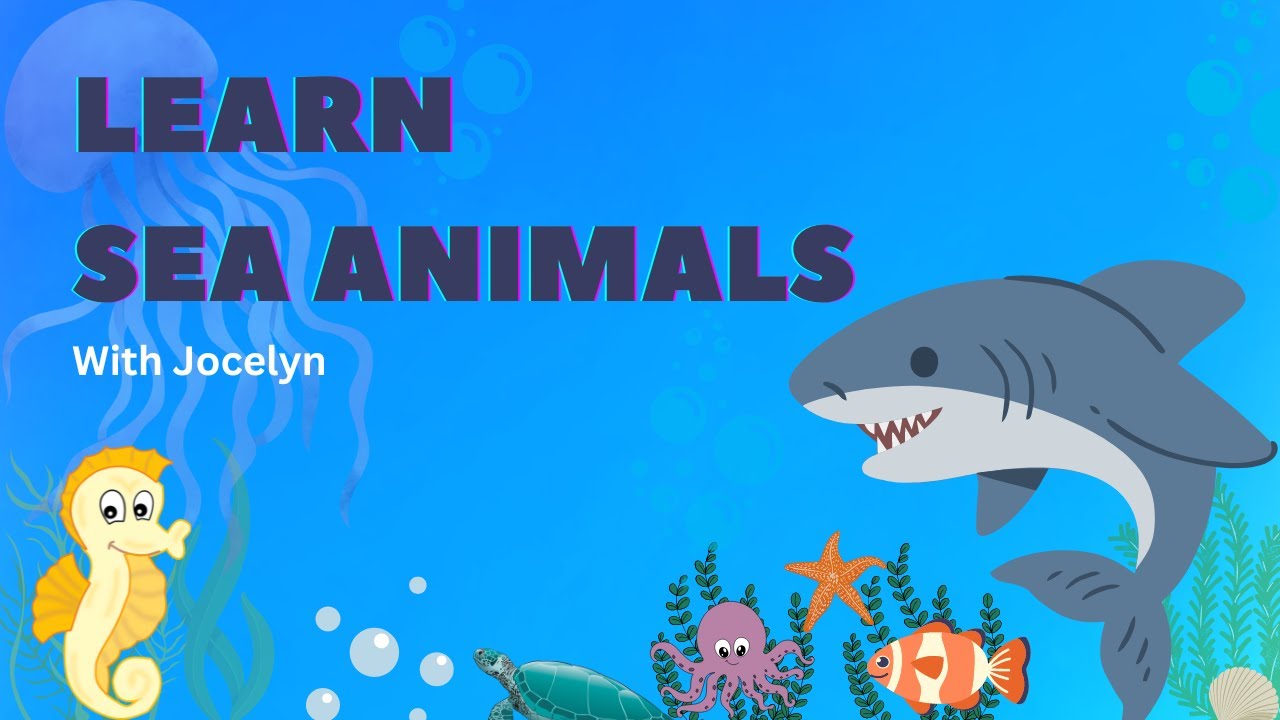 Sea Animal Adventure | Learn and Explore the Ocean - YouTube