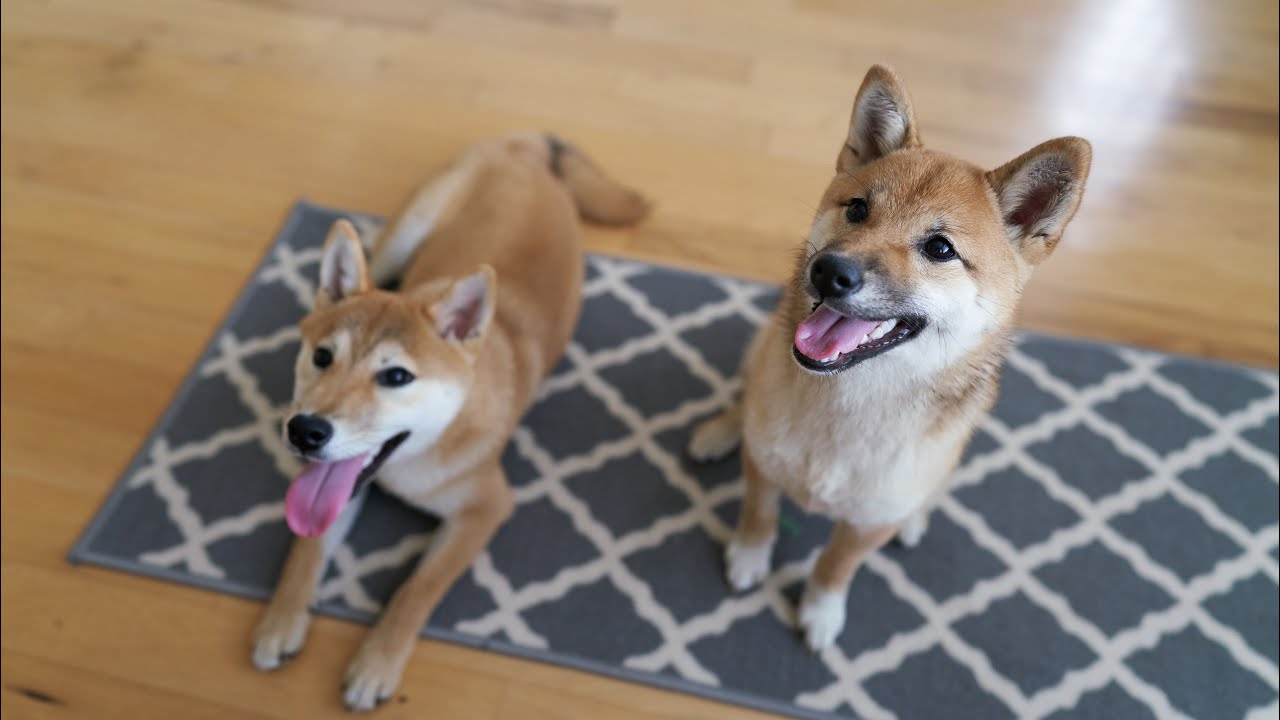 Shiba Inu Puppy Spending Weekend With His Best Friend - YouTube