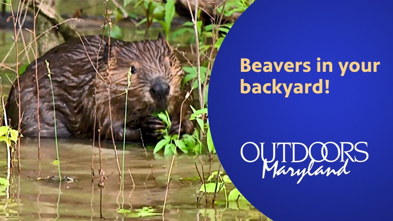 Beavers in your backyard! - YouTube
