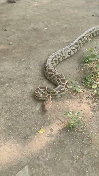 Python Defensive Movement. - YouTube