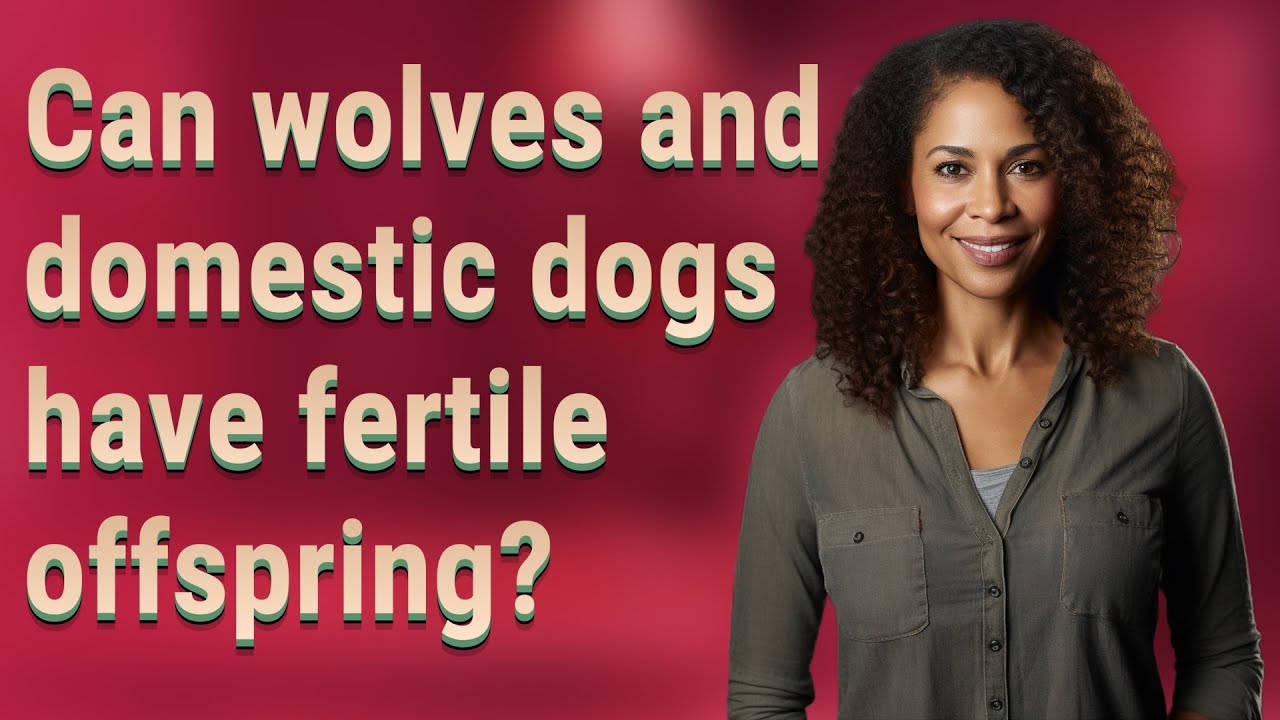 Can wolves and domestic dogs have fertile offspring? - YouTube