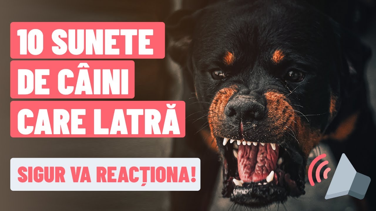 CÂINI CARE LATRĂ 🔊 10 SUNETE PENTRU CÂINELE TĂU - YouTube