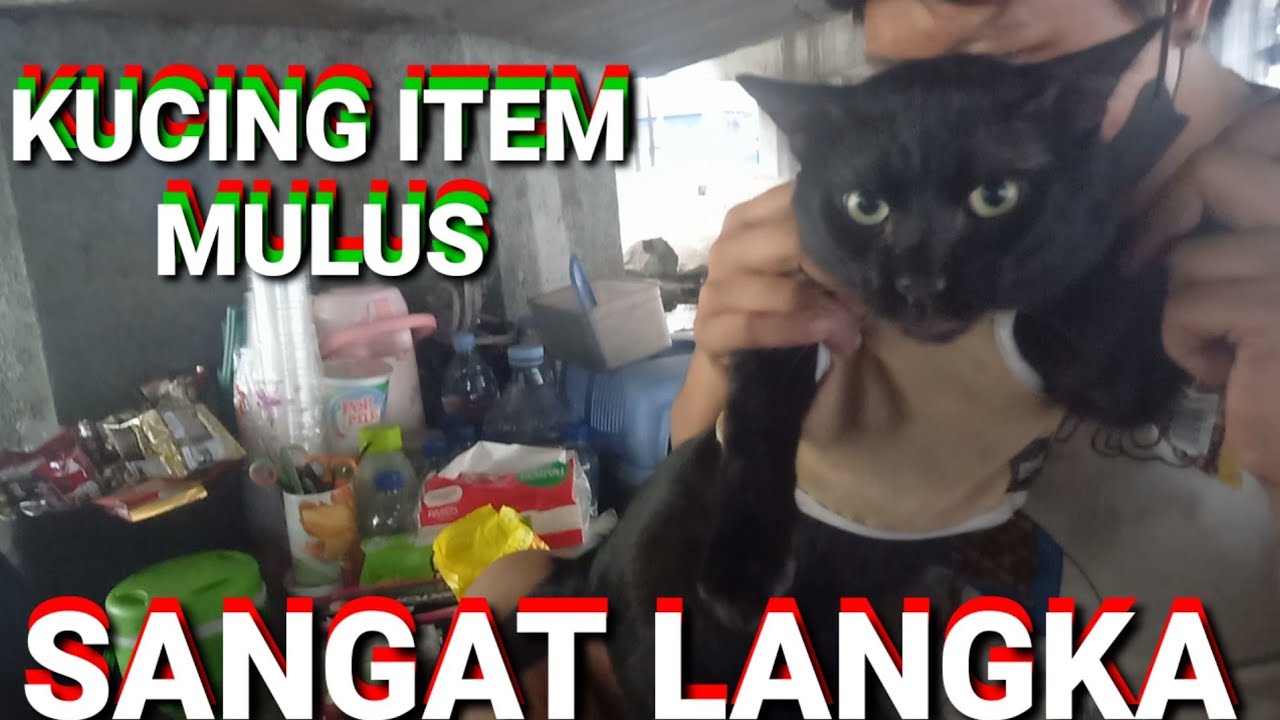 kucing item kucing cemani - YouTube