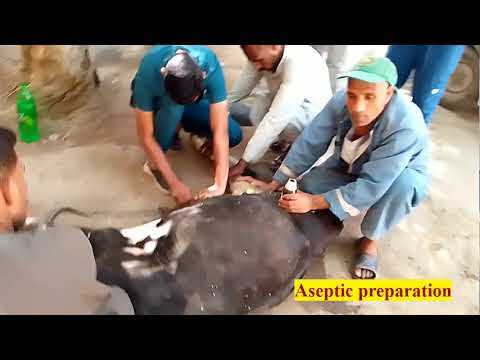 Cattle operation - Treating umbilical hernia in heifer by interrupted ...