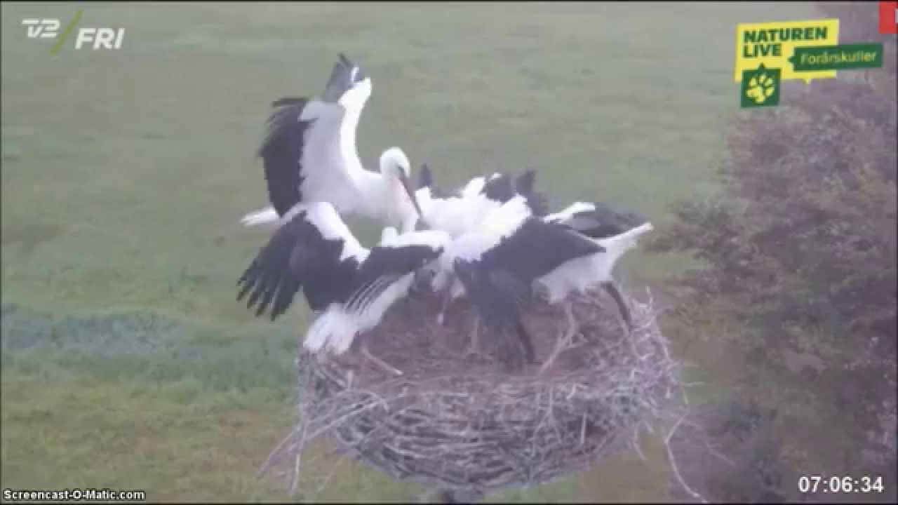 White Stork Nest, Smedager, Denmark, 10 08 2014 Breakfast - YouTube