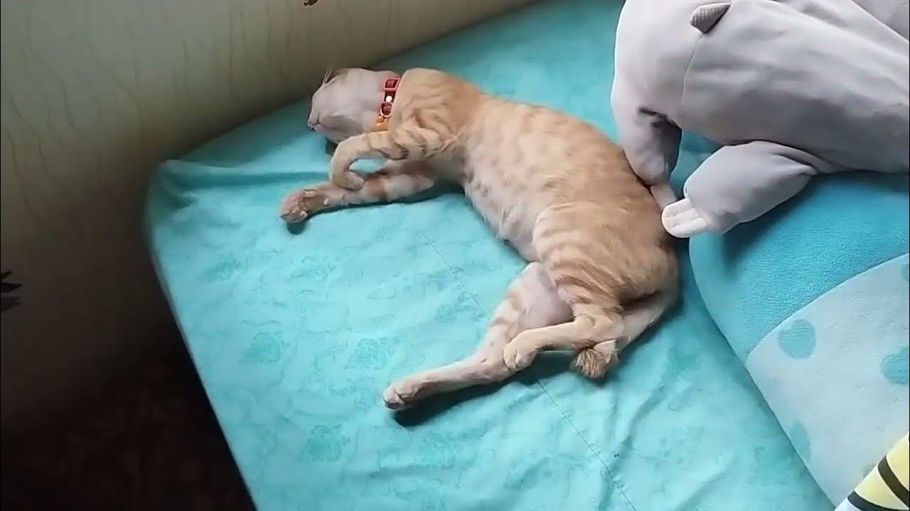 I Caught My Cat Sleeping With My Daughter Youtube
