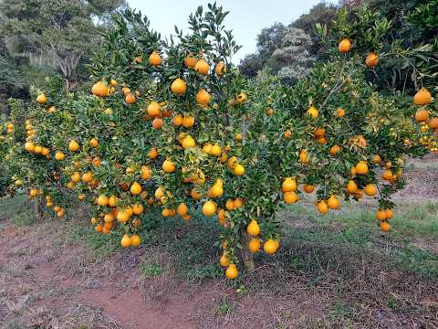 Como Plantar Mudas de Citros (Laranjas, Limões e Tangerinas), Corretamente?