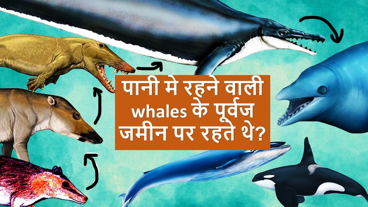 Origin of Whales | Evolution of Cetaceans | Info ReX - YouTube