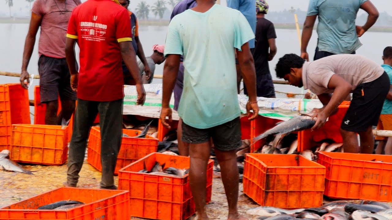 Oh My God.. Amazing Live Fishing Video || One Ton Fish || Fishing ...