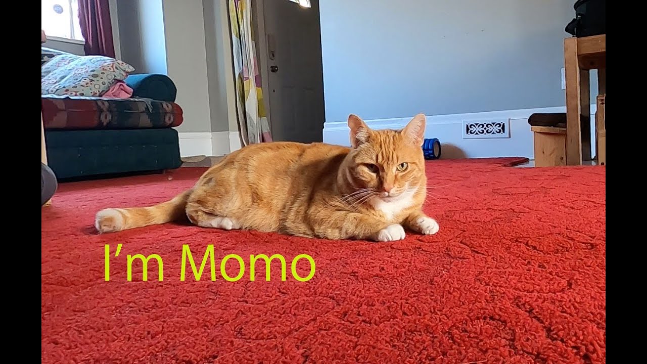 Momo and the bug - YouTube