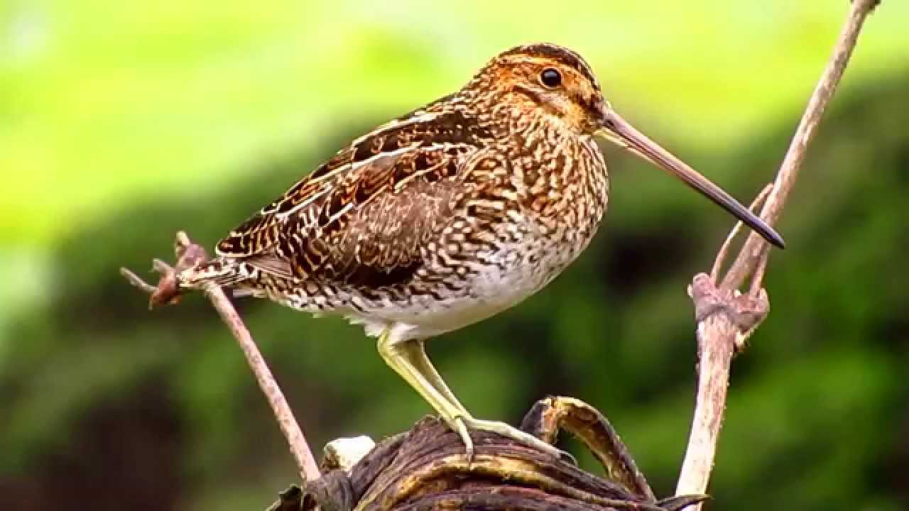 Noble snipe, Gallinago nobilis, Parque Natural Chingaza, Bogota Birding ...