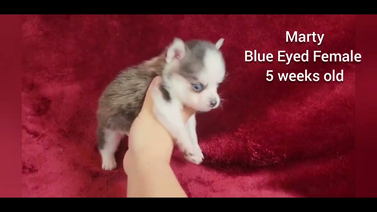 Available Pomsky Puppies! - YouTube