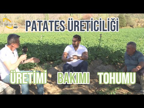 Patates Üreticiliği ( Üretimi-Bakımı-Tohumu) - Maksat Üretmek