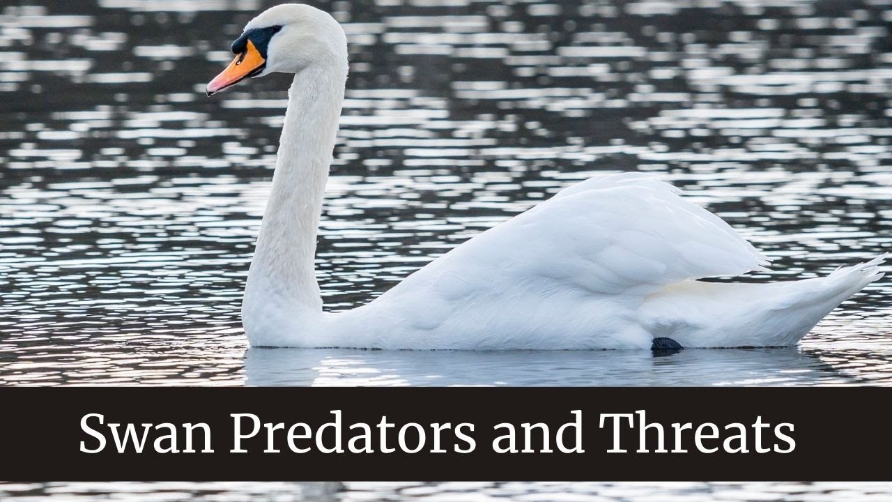 Swan Predators and Threats || What is a baby swan called? || What does ...