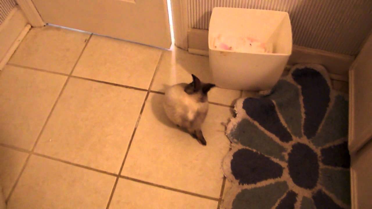 Dog Afraid of Rabbit - YouTube