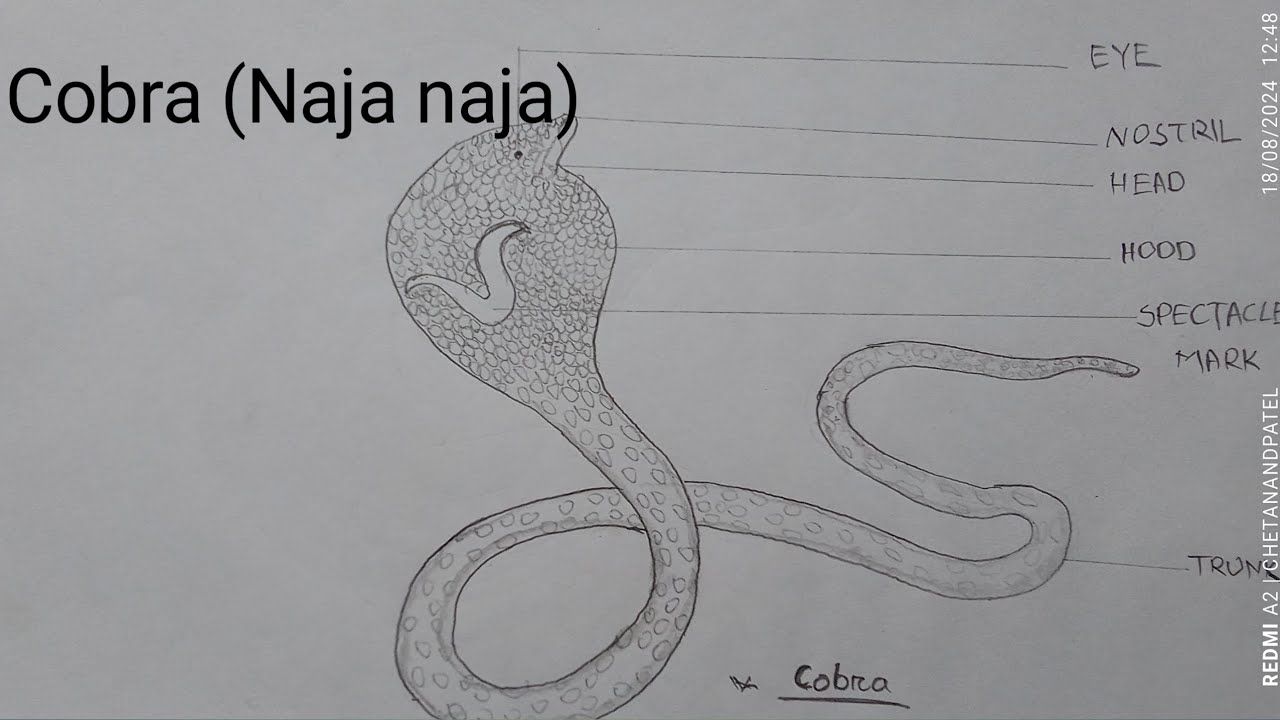 How to draw Naja naja cobar drawing // step by step drawing - YouTube