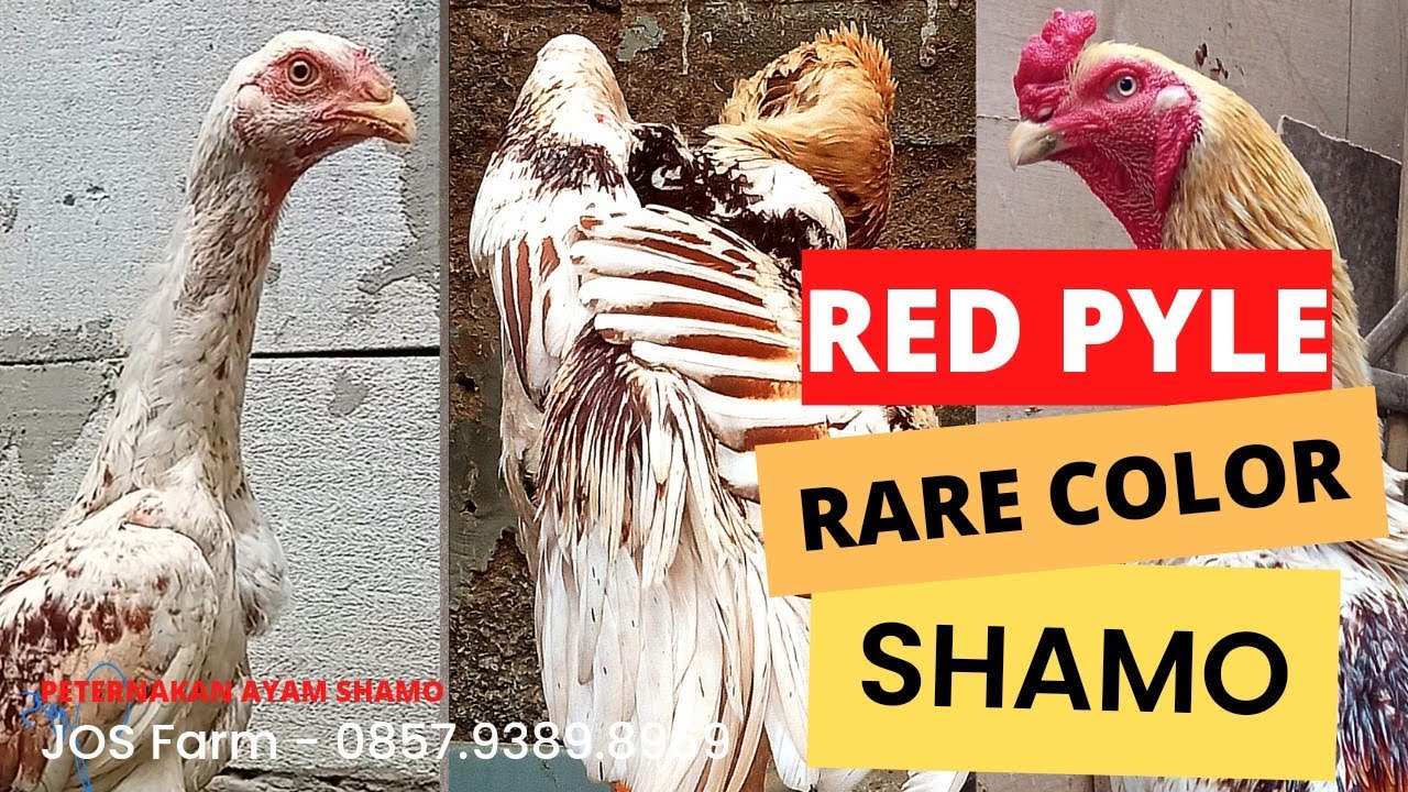 Young Red Pyle Shamo Jos👍 Rare Item - YouTube