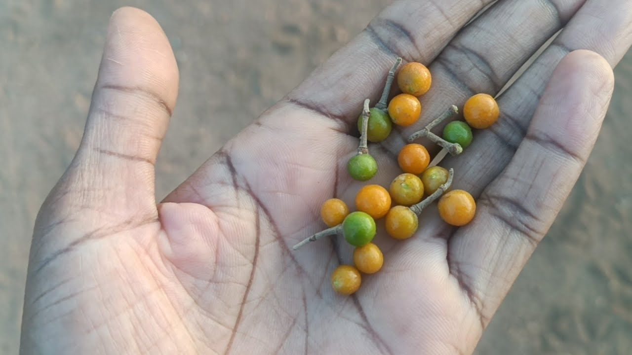 Delicious indigenous wild fruit growing in my Limpopo village - YouTube