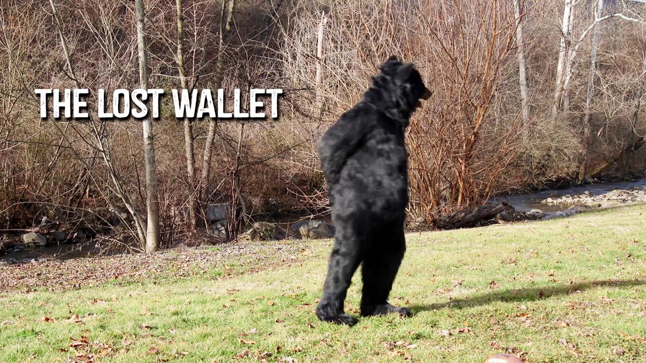 Super Bowl Dances by Zeno the Gatlinburg Bear - YouTube