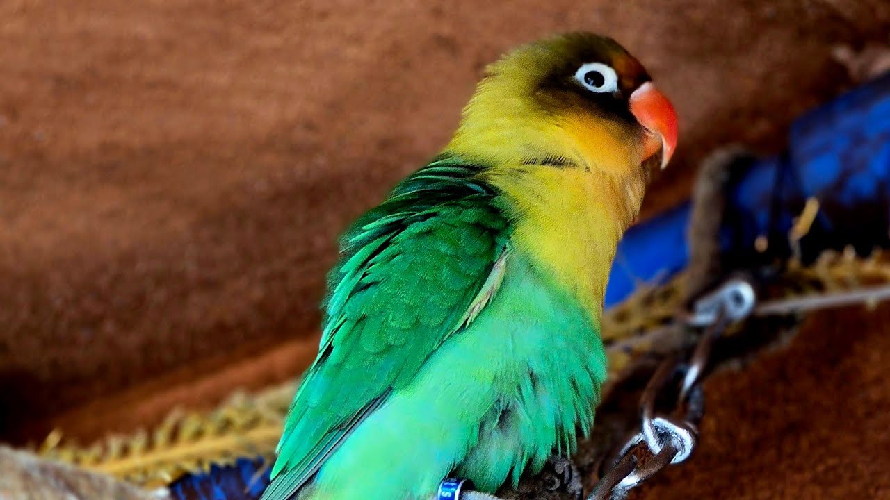 Live birds | budgies, pigeons, and love birds | birds livestream - YouTube