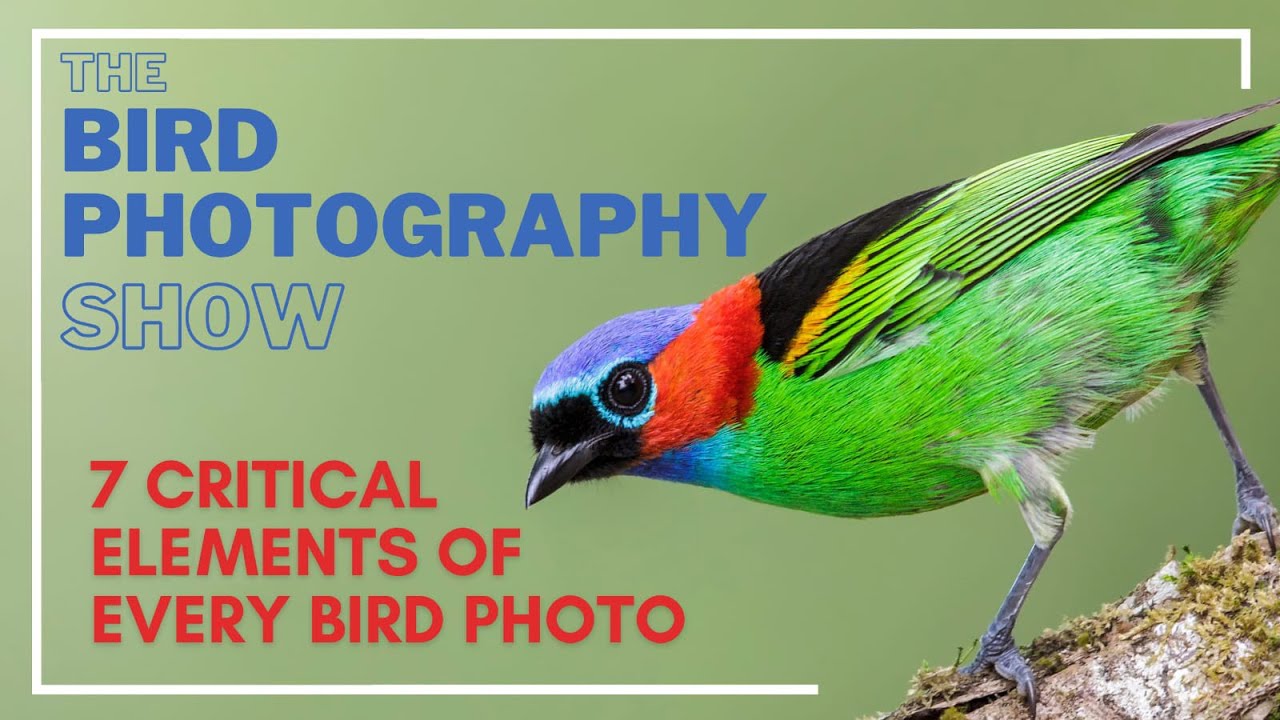 7 CRITICAL Elements of EVERY Bird Photo! | What about using Flash ...