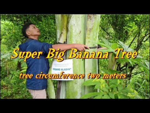 Super Big Banana Tree, tree circumference two meters - YouTube