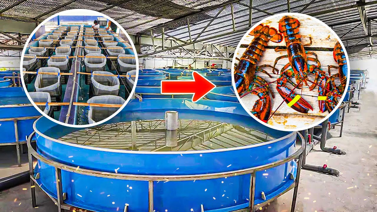 SHOCKING Indoor Lobster Farm Harvests BILLIONS Per Year - YouTube