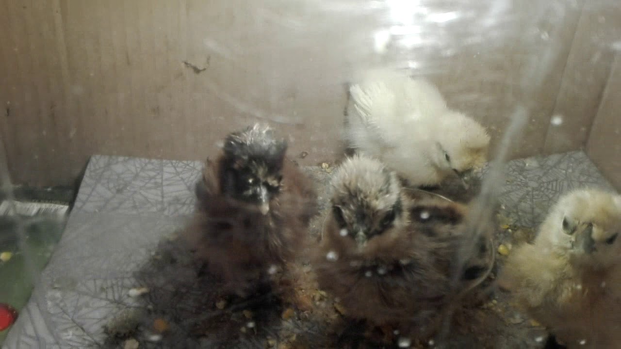 Pollitos raza sedosos del Japón - YouTube