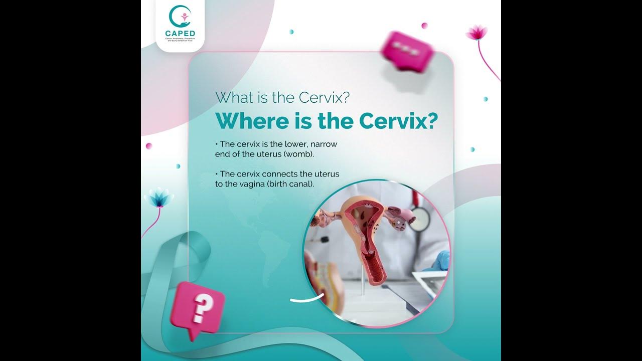 What Is Cervix Where Is Cervix Youtube
