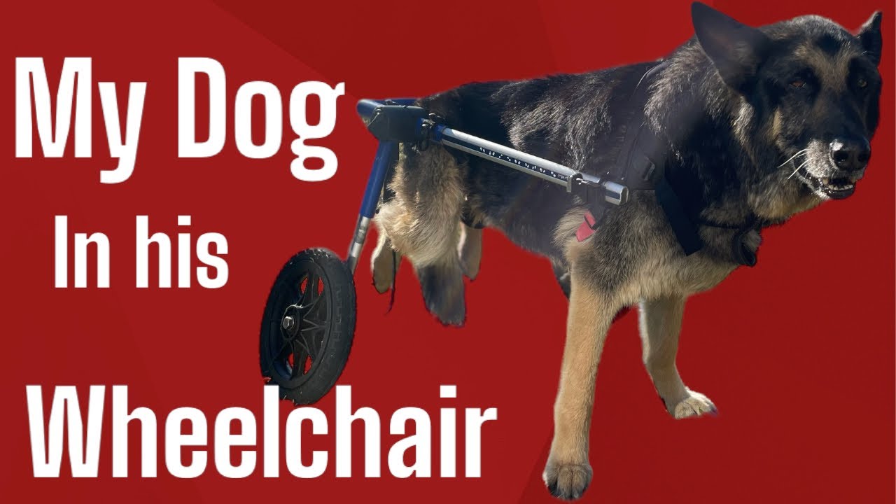 Digger Dog, my disabled German Shepherd metal detecting partner in his ...