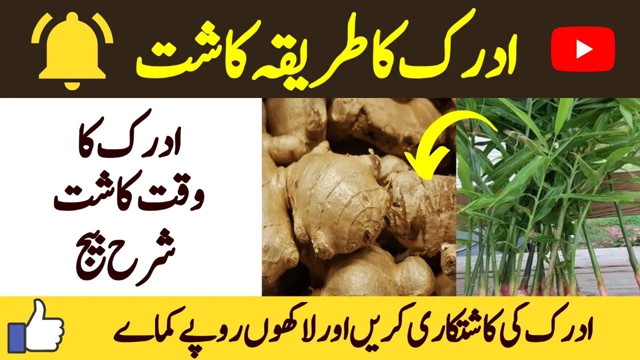 Ginger farming in Pakistan /ginger Cultivation / ادرک کی کاشتکاری - YouTube