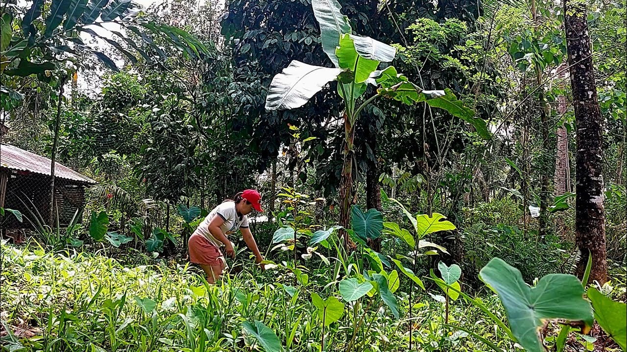 Living off the grid || HARVESTING TARO PLANTS FOR MY NATIVE PIGS ...