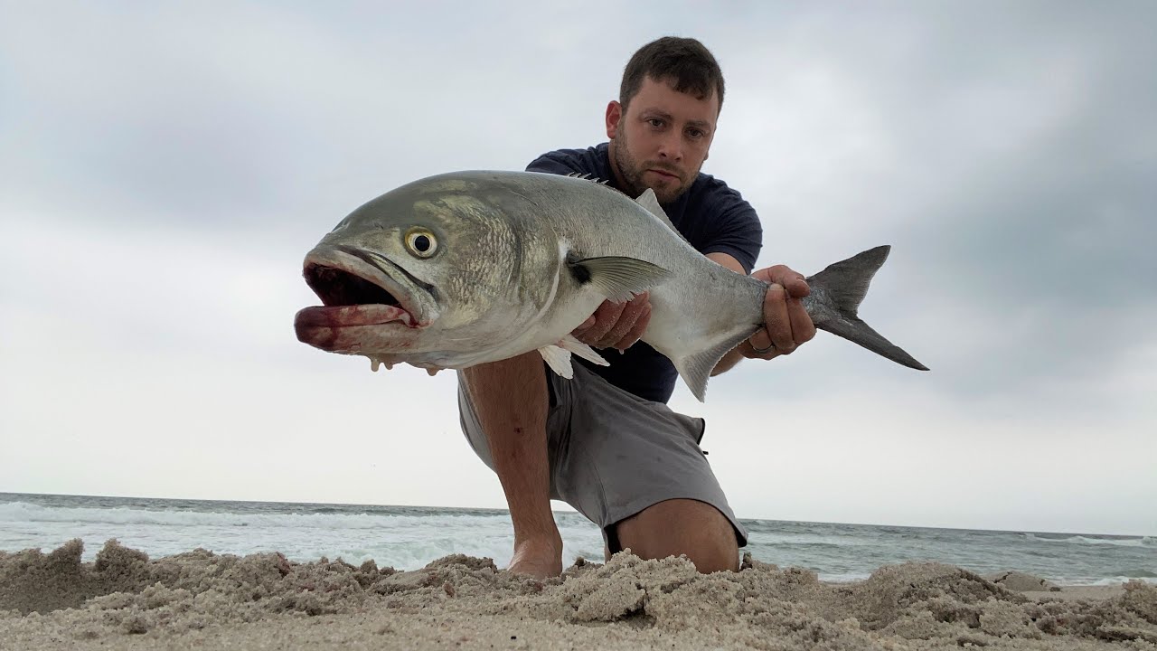 Surf Fishing South Shore Long Island 7/2/23 Bluefish & Grubby - YouTube