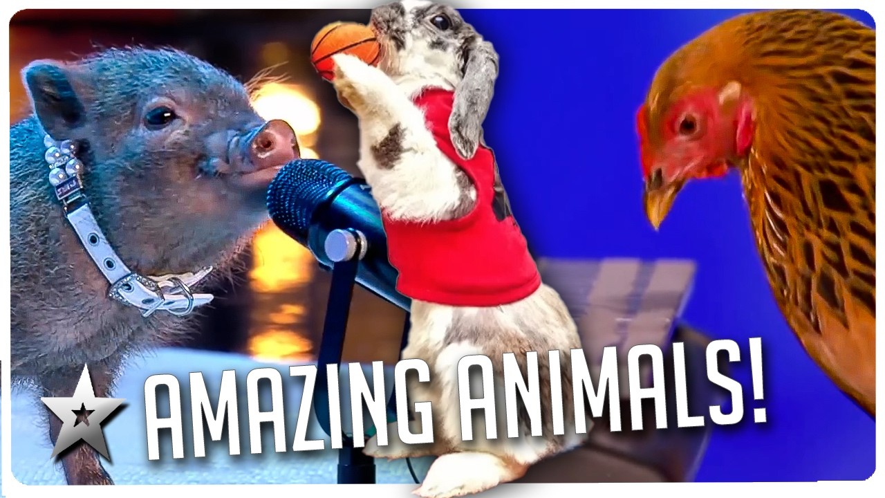 10 AMAZING Animal Auditions that the Judges Never Saw Coming on Got ...