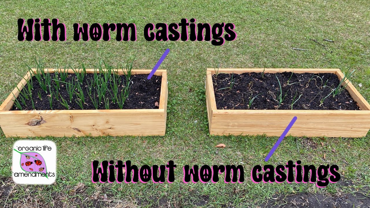 An amazing example of using Worm Castings in the garden! 🪱 - YouTube
