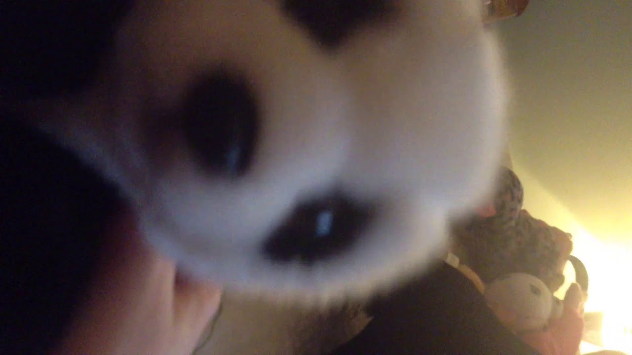 All of my stuffies!!! Big collection video! - YouTube