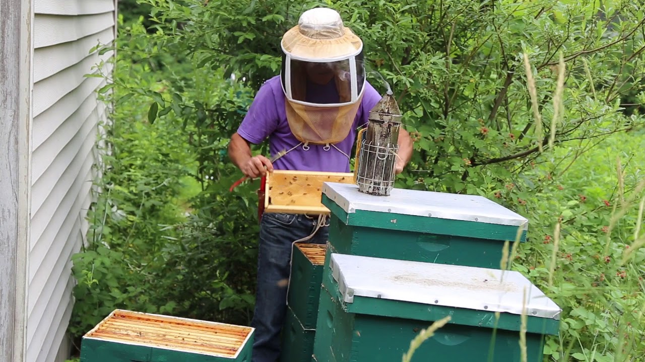 Beekeeping at Logee's Greenhouse - YouTube