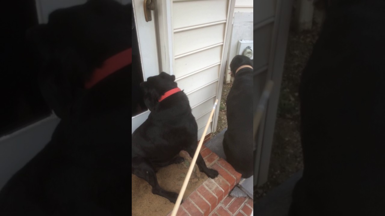 Guilty dog caught chewing up pool cue - YouTube
