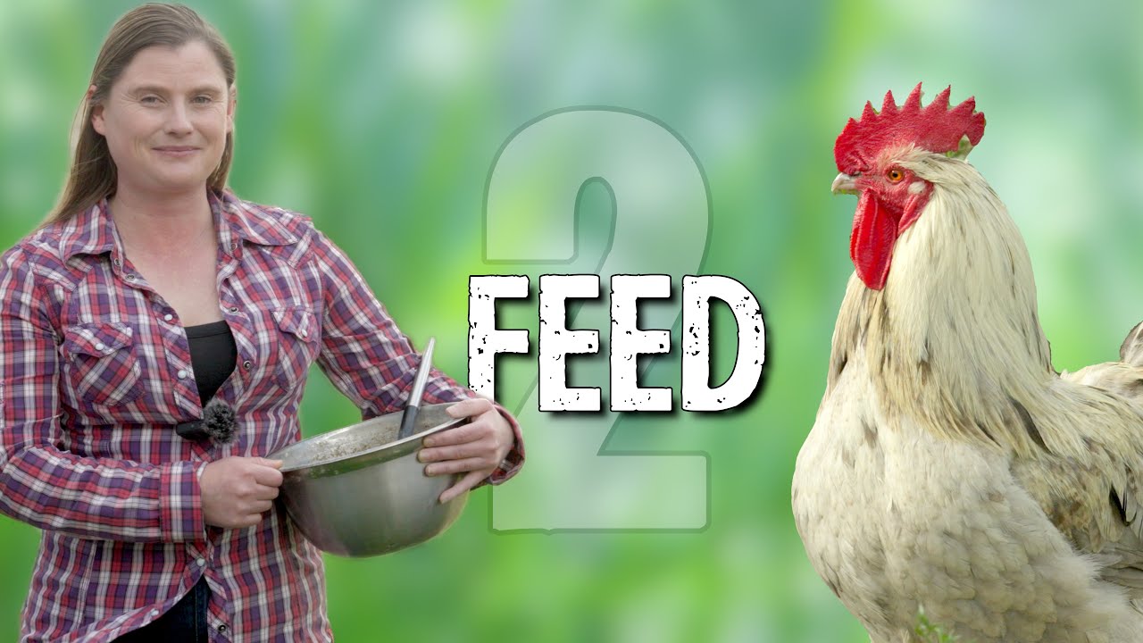 The Ultimate Chicken Feeding Guide Part 2: Fermented Feed & More! - YouTube