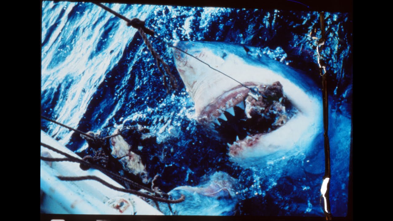 Shark Attack Files - YouTube