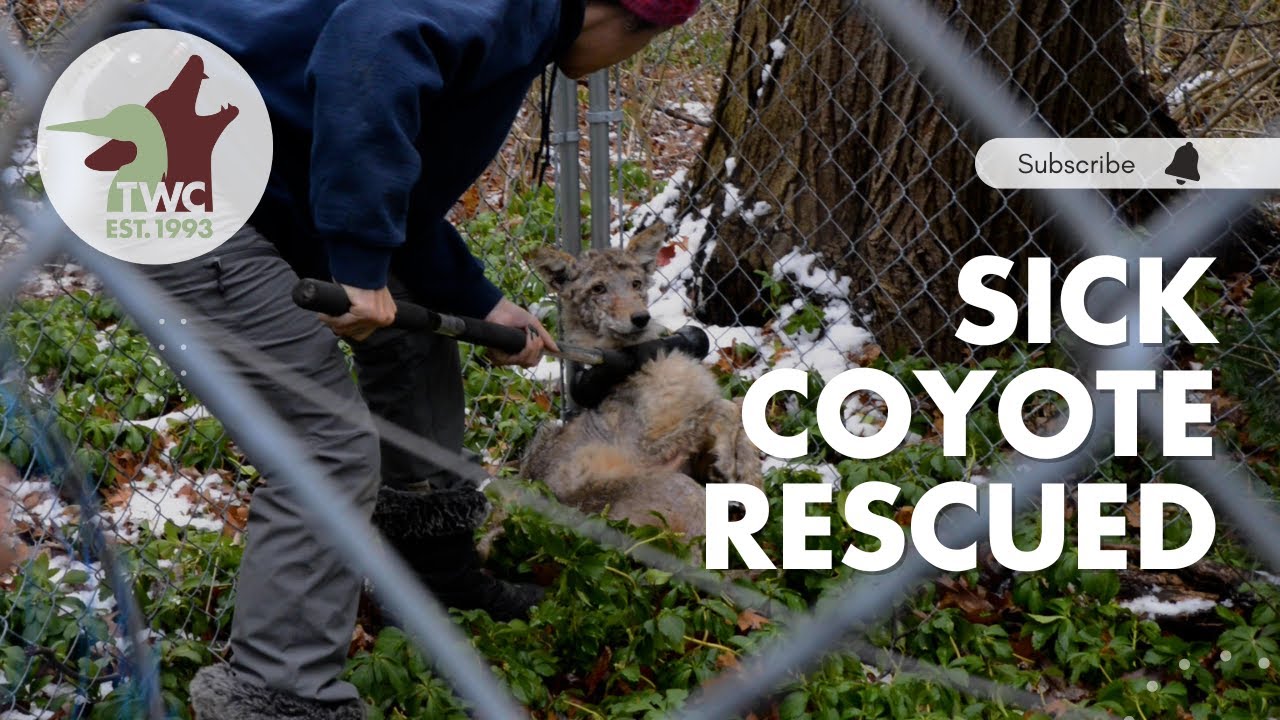 Rescue Team saves sick coyote - YouTube