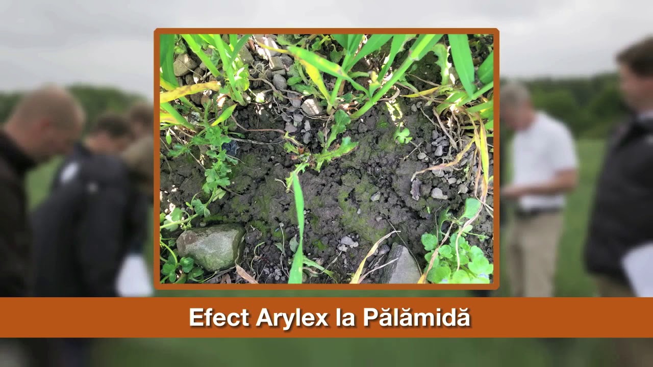 Arylex™ active - efect asupra buruienilor - YouTube