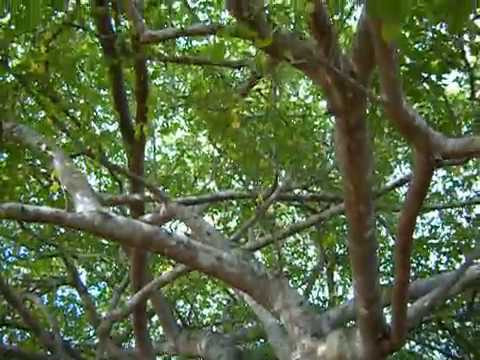 Cajá Nativa.. Campo Alegre - Santa Teresinha - BA