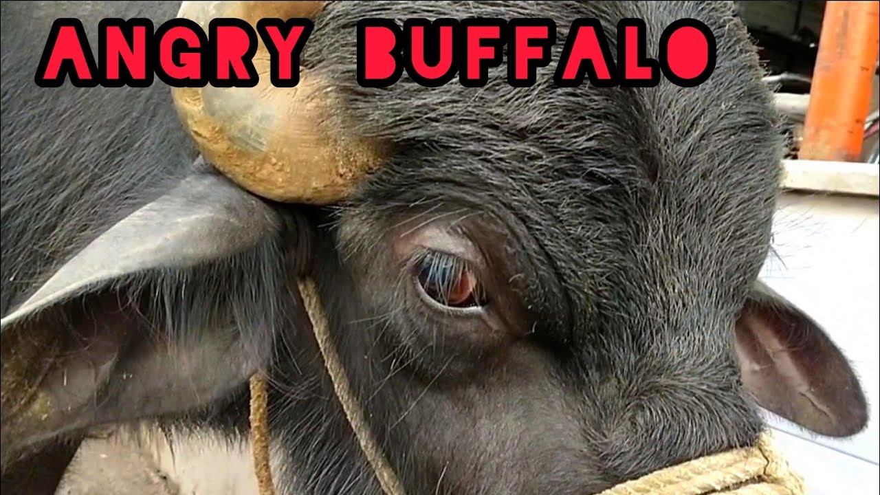 Angry Buffalo || Very Healthy & Beautiful Buffalo || Beef Meat Shop ...
