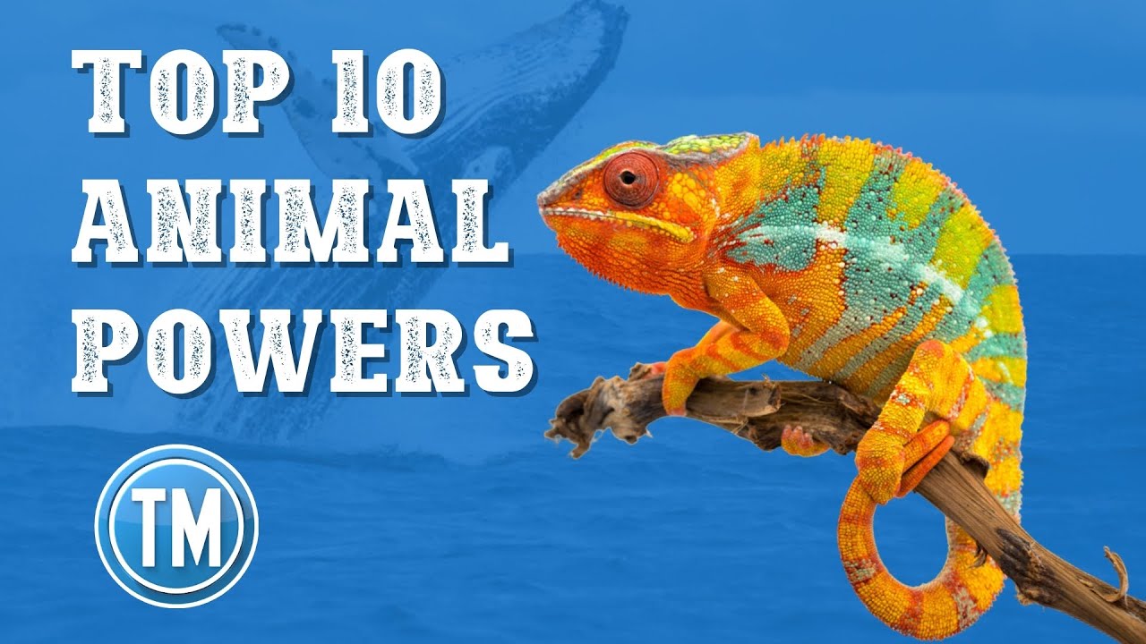 Top 5 Things Animals Can Do That Humans Can t YouTube top-5-things-animals-can-do-that-humans-can-t-youtube