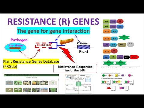 Resistance genes, gene for gene interaction and plant resistance genes ...
