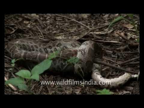 Python swallows rat whole! - YouTube
