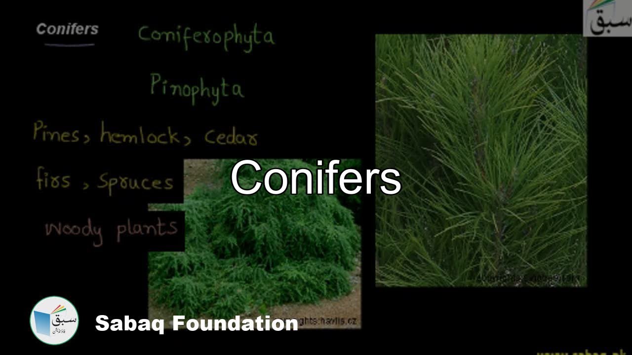 Conifers, Biology Lecture | Sabaq.pk - YouTube